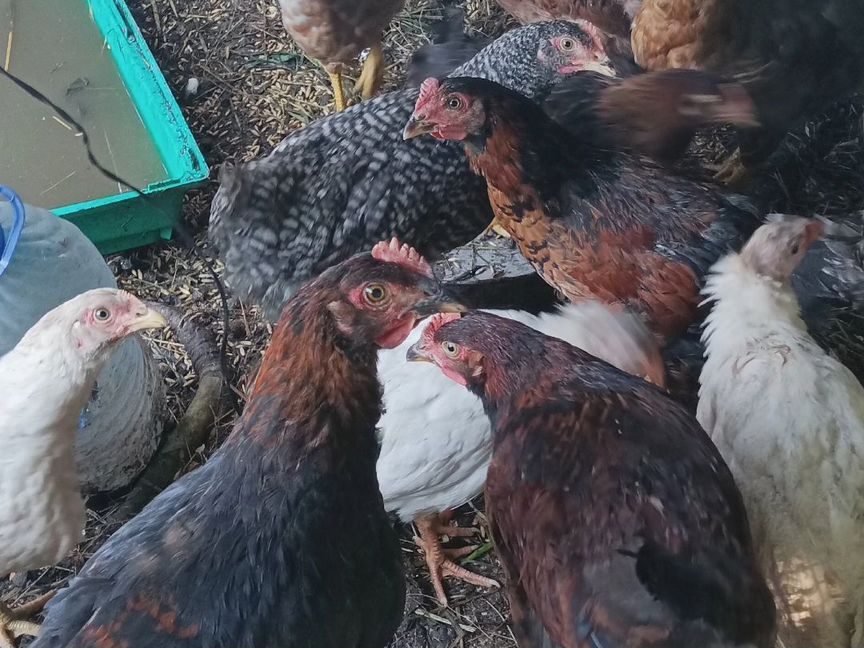 Куры домашние