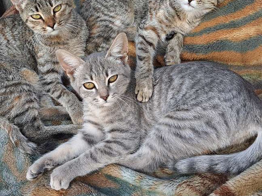 Обычные котята в добрые руки, бесплатно