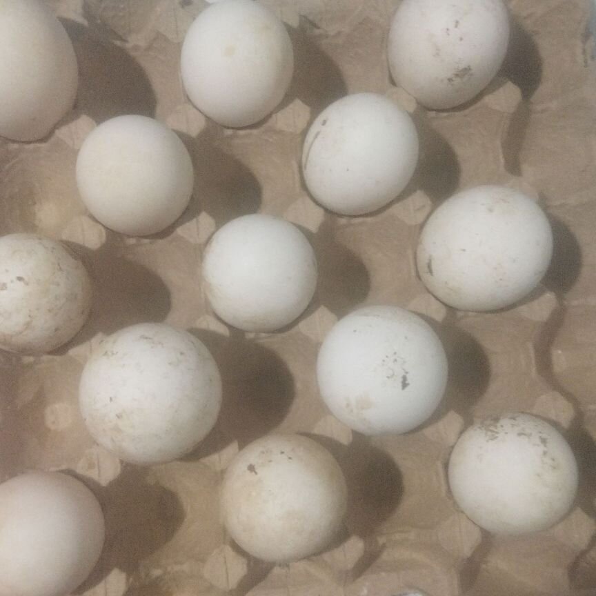 Яйцо гусиное для инкубации