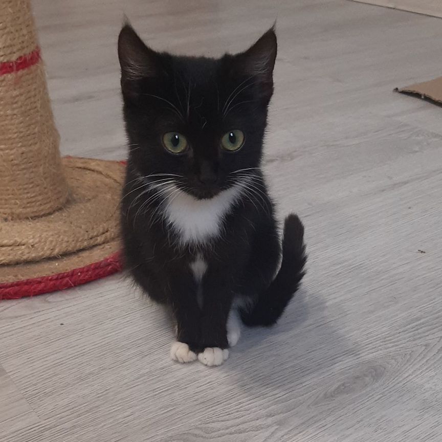 Котёнок в добрые руки