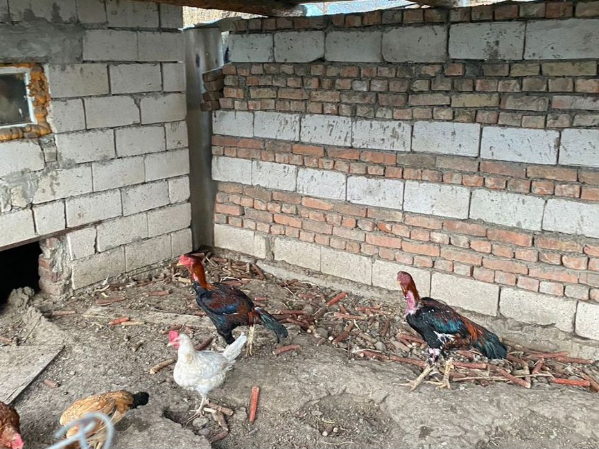 Петушки бойцовские