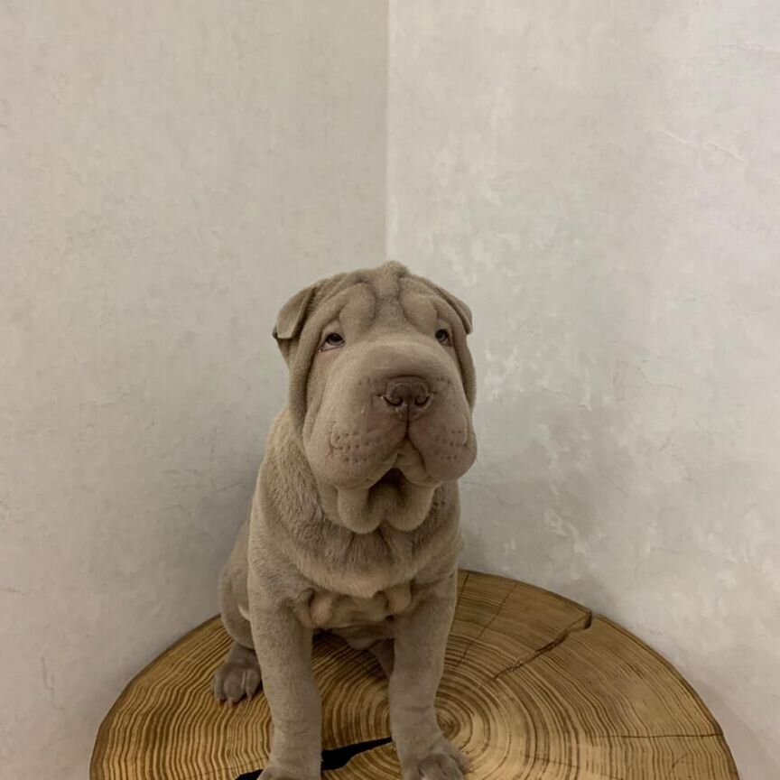 Лиловая девочка