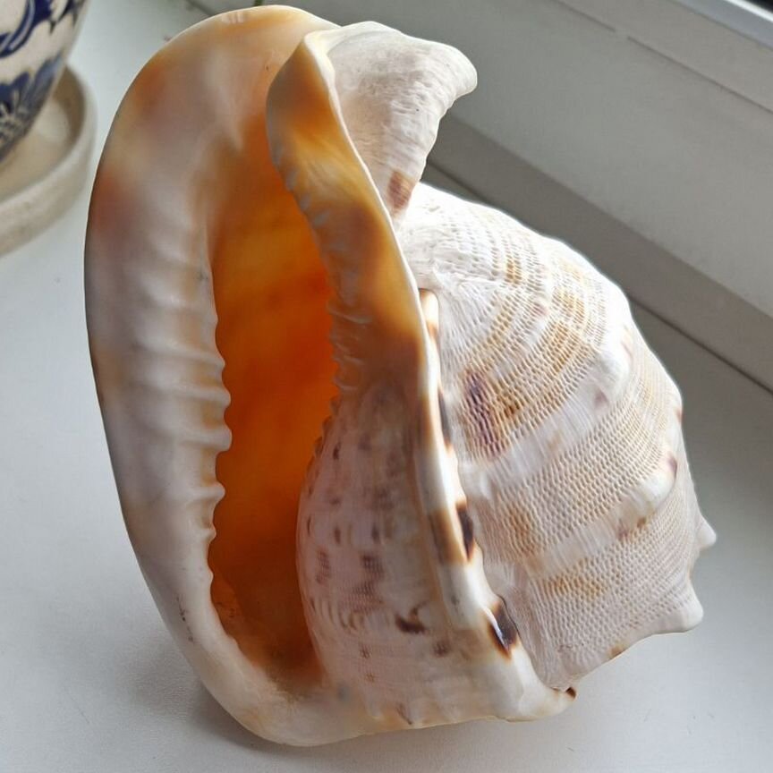 Ракушка морская большая