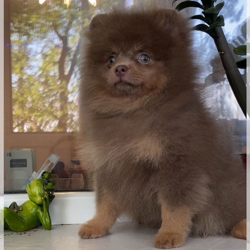 Померанский шпиц, щенок