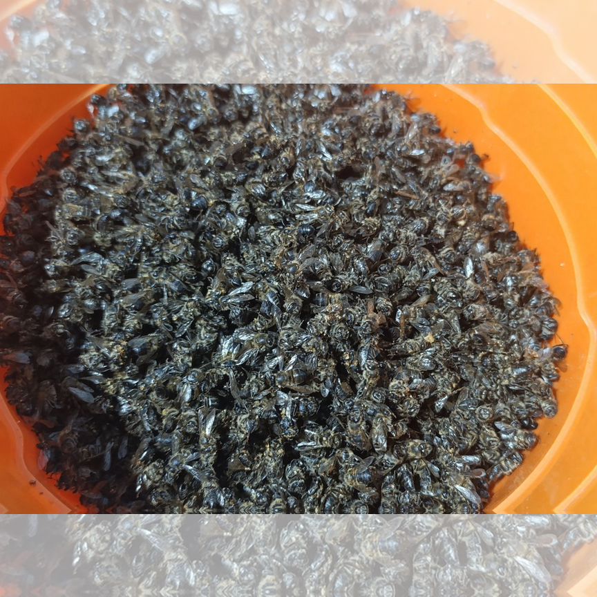 Пчелиный подмор