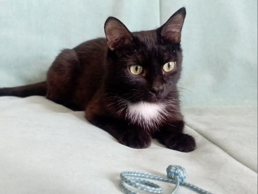 Котик Марсик