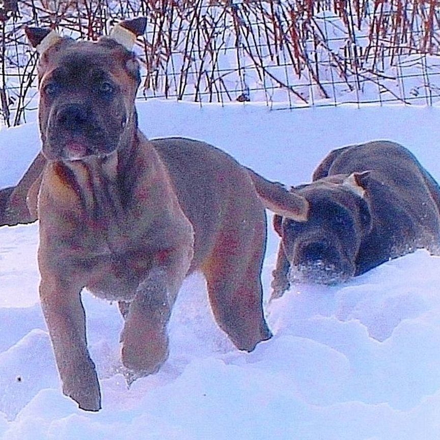 Кане-корсо, щенок