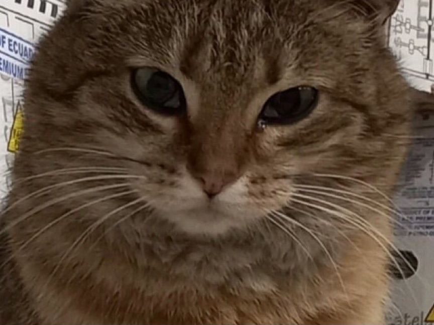 Кошечка Дуся в добрые руки