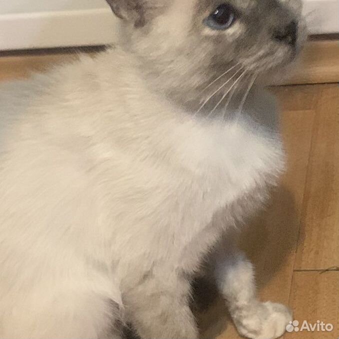 Тонкинская кошка