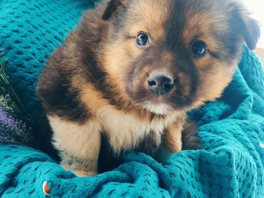 Щенок кобелек