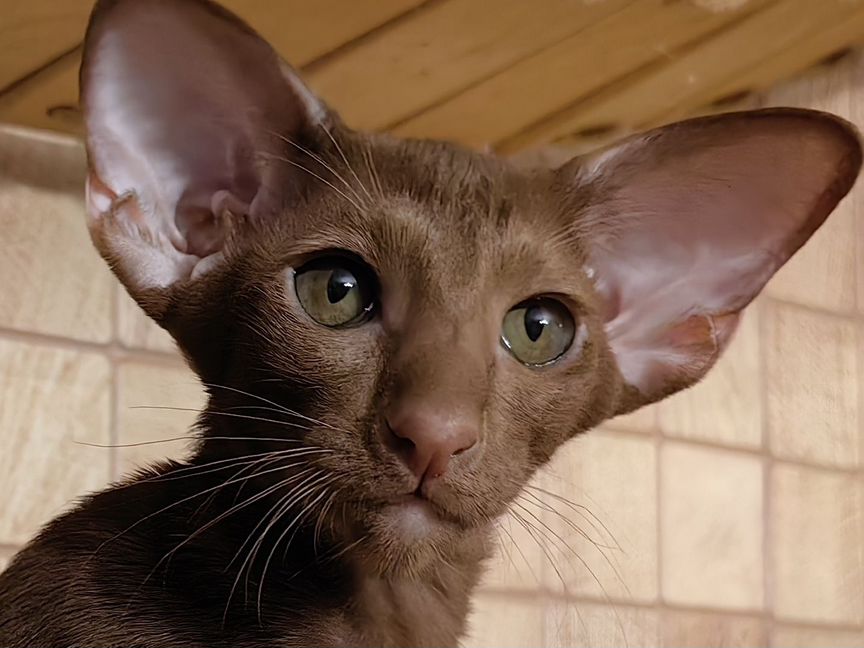 Ориентальная кошка циннамон 4мес