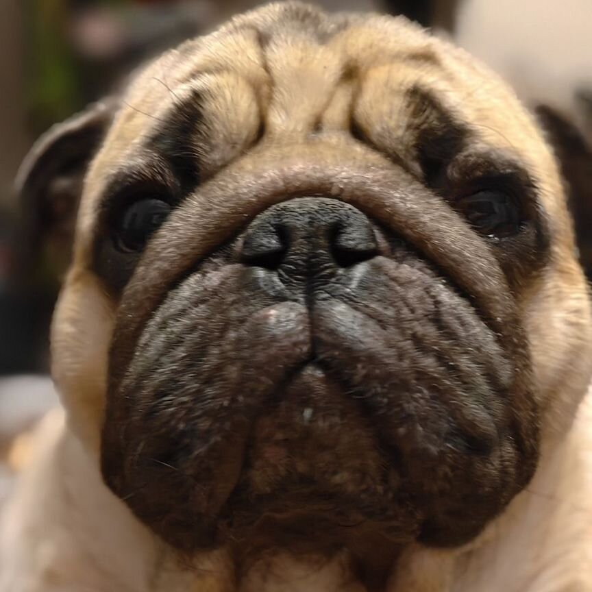 Мопс, взрослый пёс