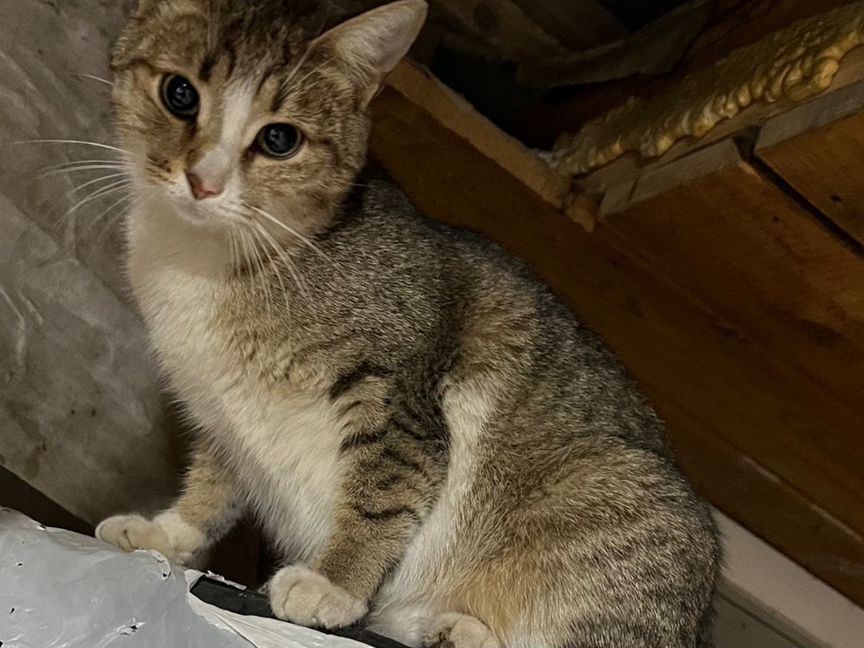 Кошка крысоловка