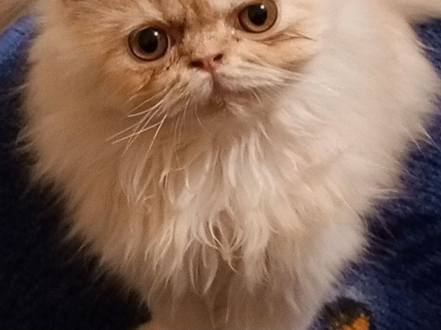 Персидский кот