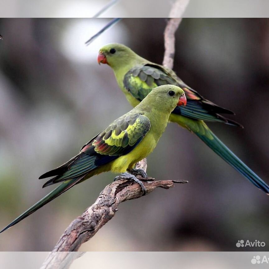 Роскошный горный попугай пара