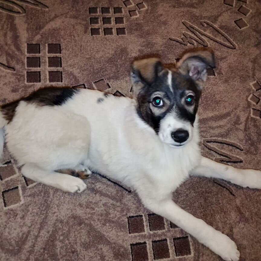 Щенуля- девочка