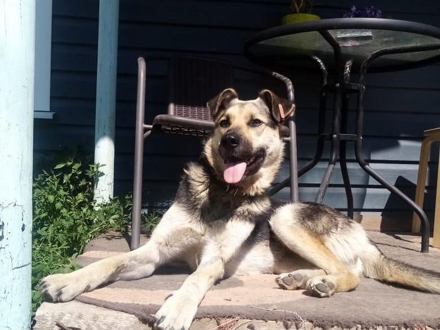 Майя ищет дом