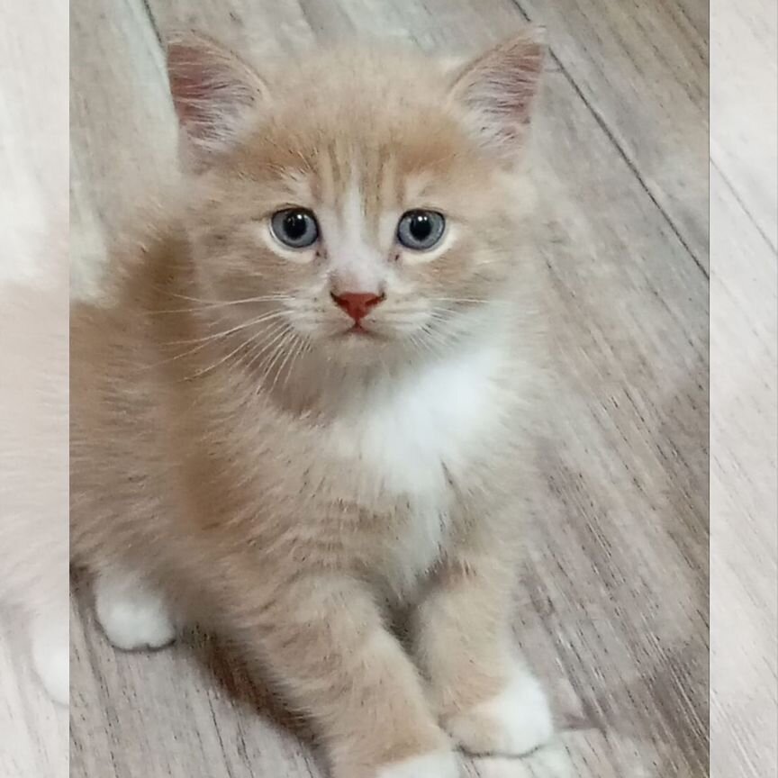 Отдам в добрые руки котёнка мальчика