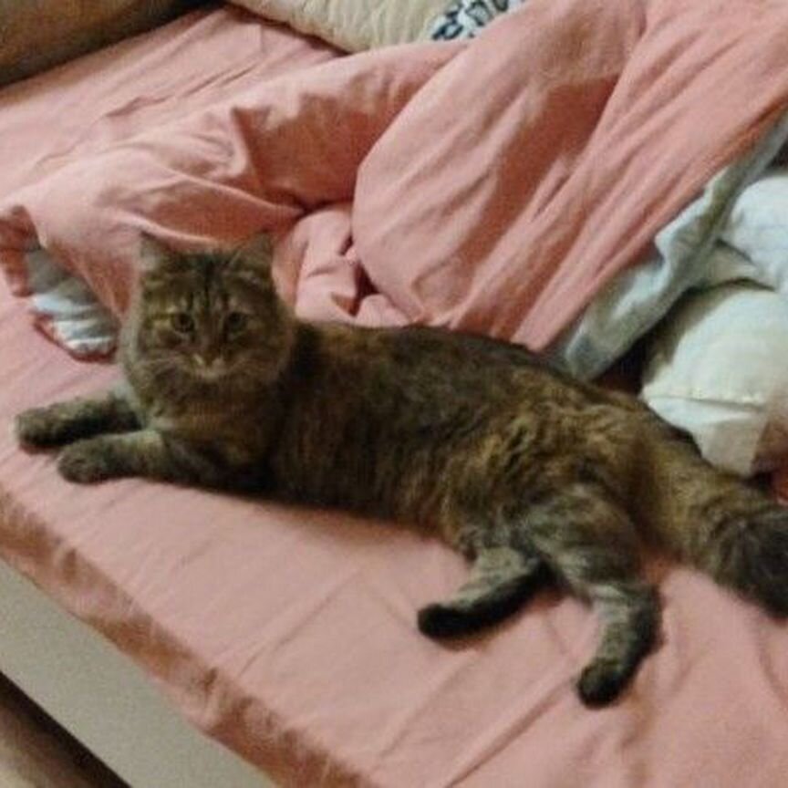 Кошка