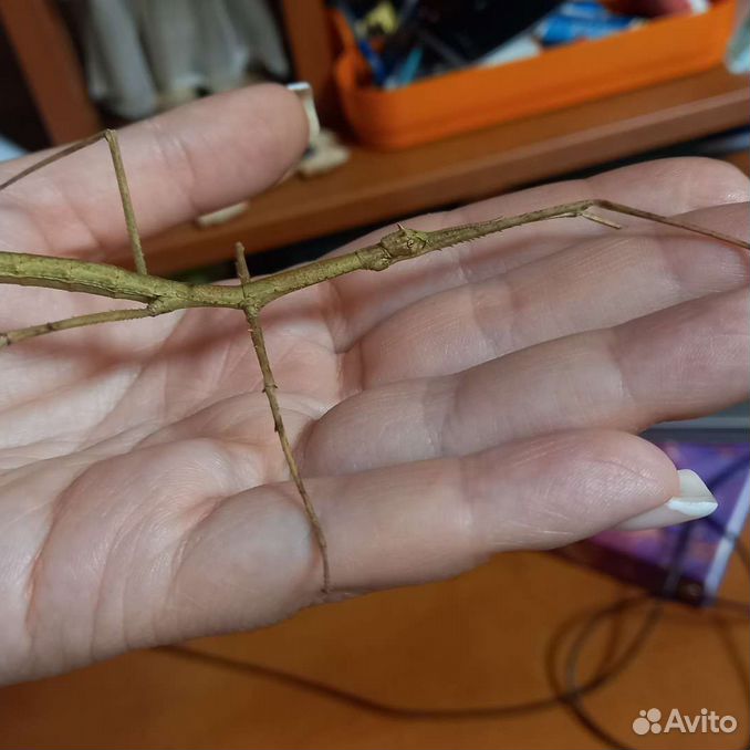 Палочник анамский