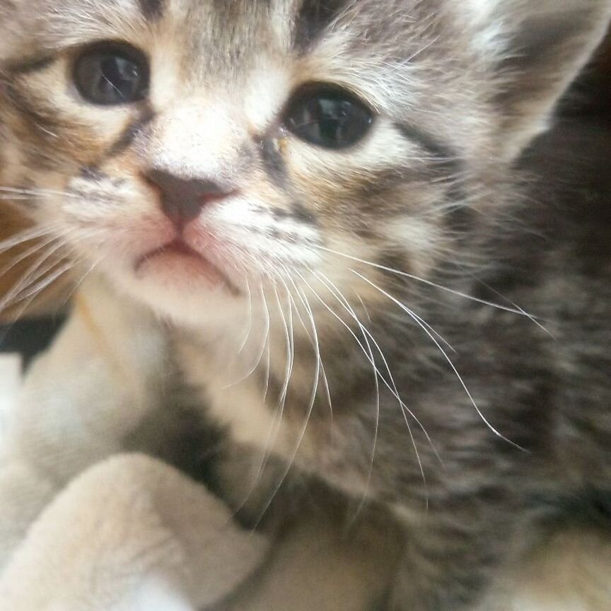 Котята