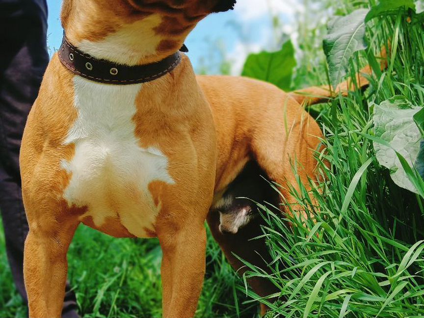 Стаффорд вязка