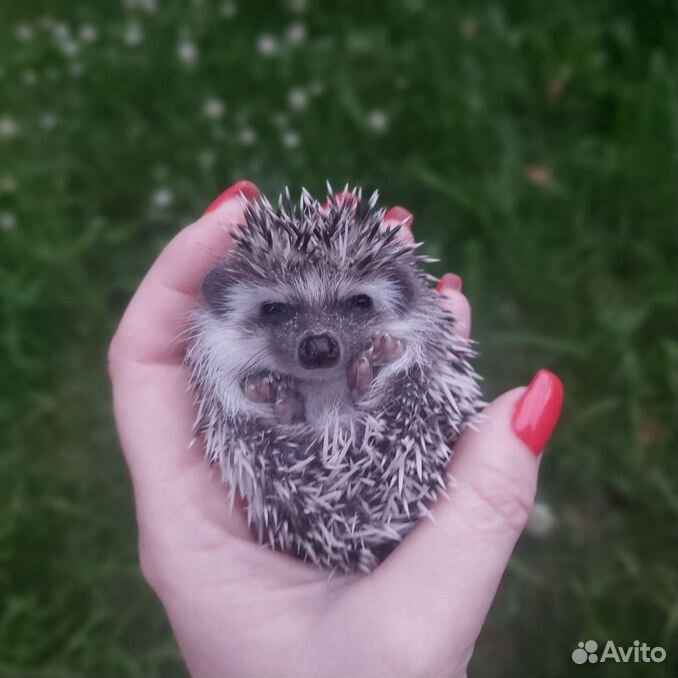 Ежата