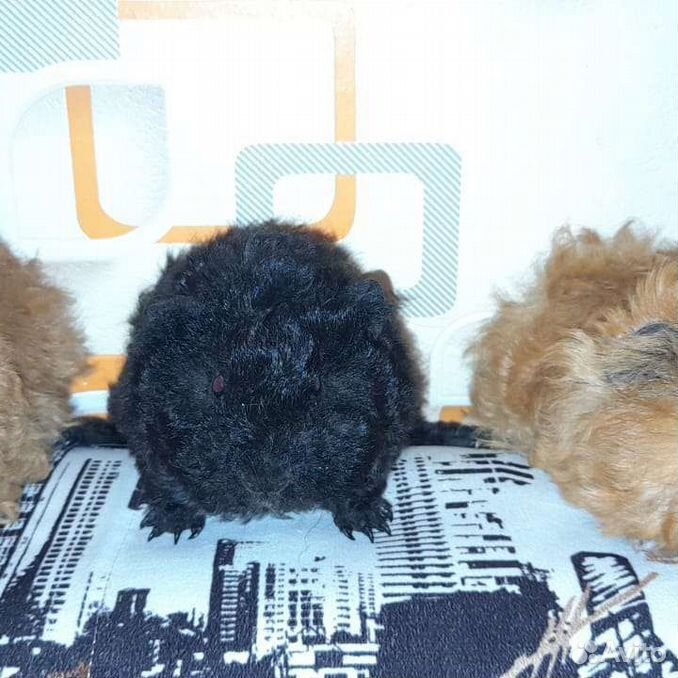 Морская свинка Лункария