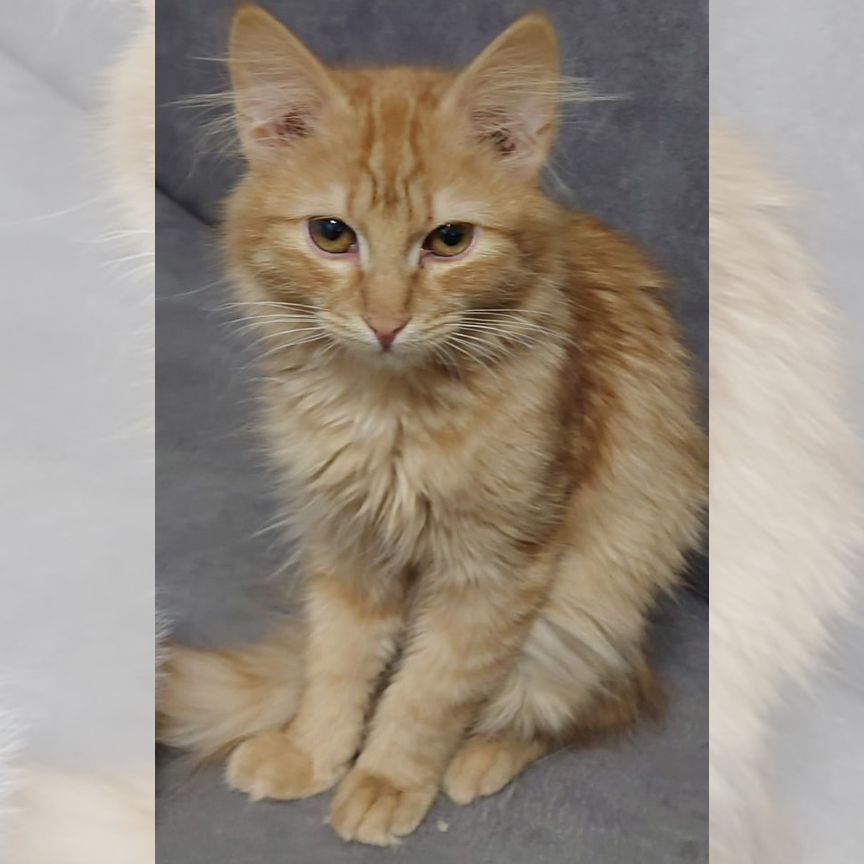 Мейн-кун котёнок