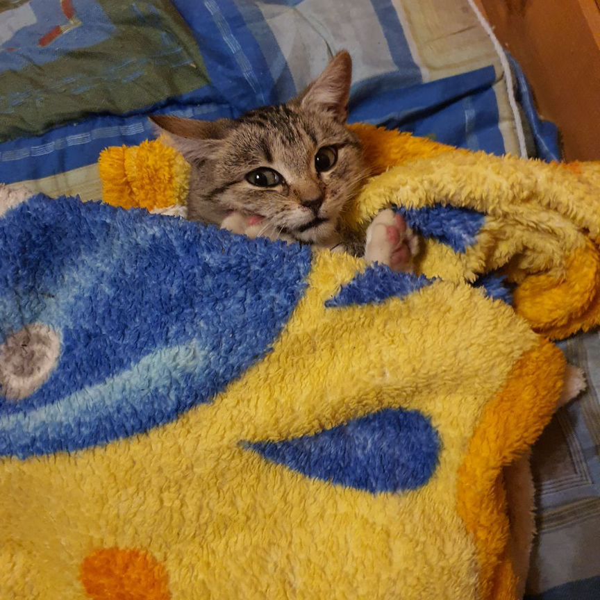 Отдам кошечку в добрые руки