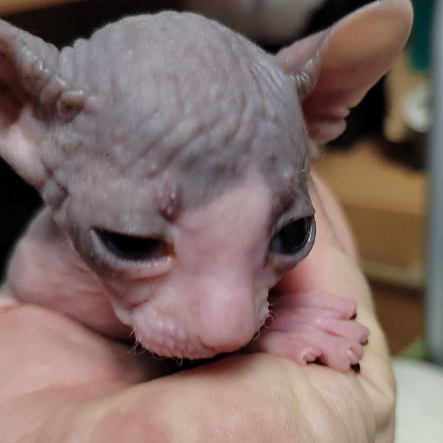 Канадский сфинкс котёнок