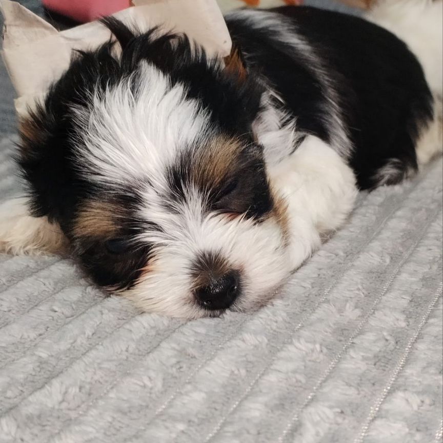 Бивер-йоркширский терьер, щенок