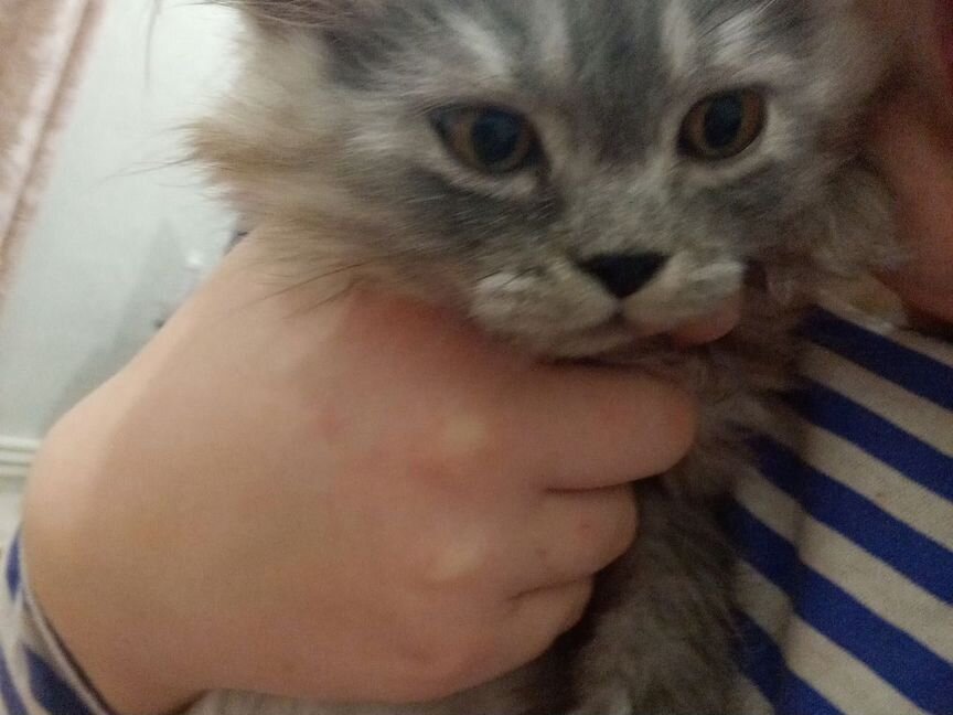 Котенок, цвет пепельный