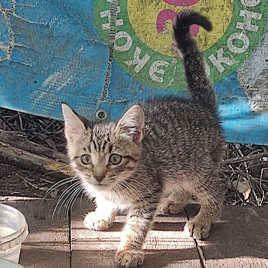 Котята с дачи