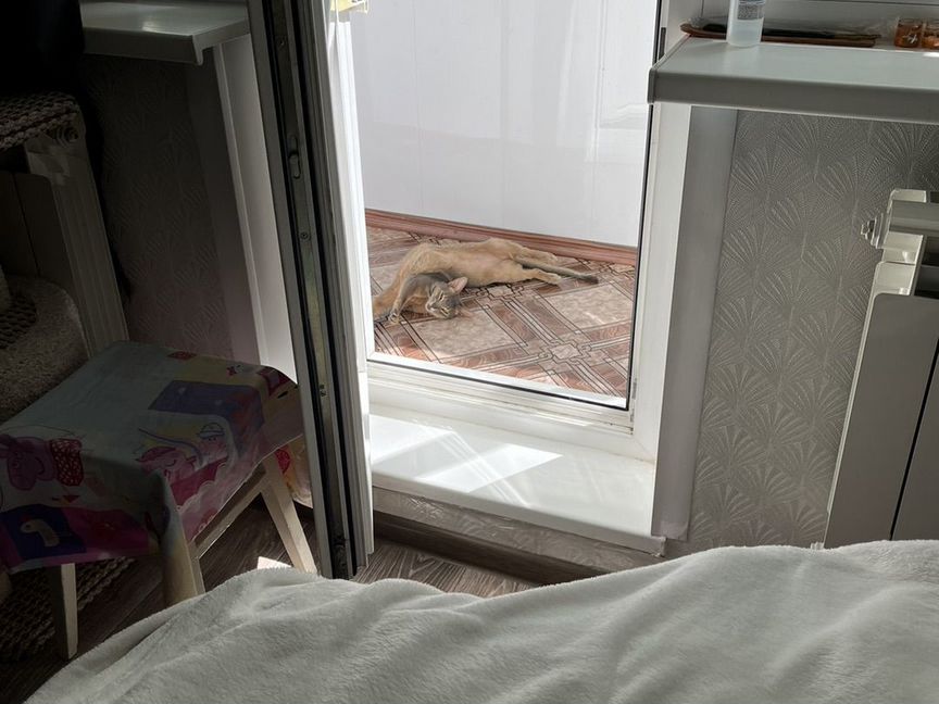 Абиссинская кошка бесплатно