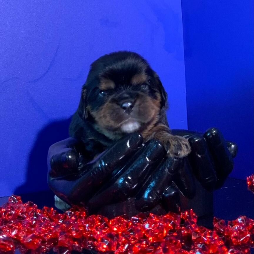 Мальчик ккчс к Брони