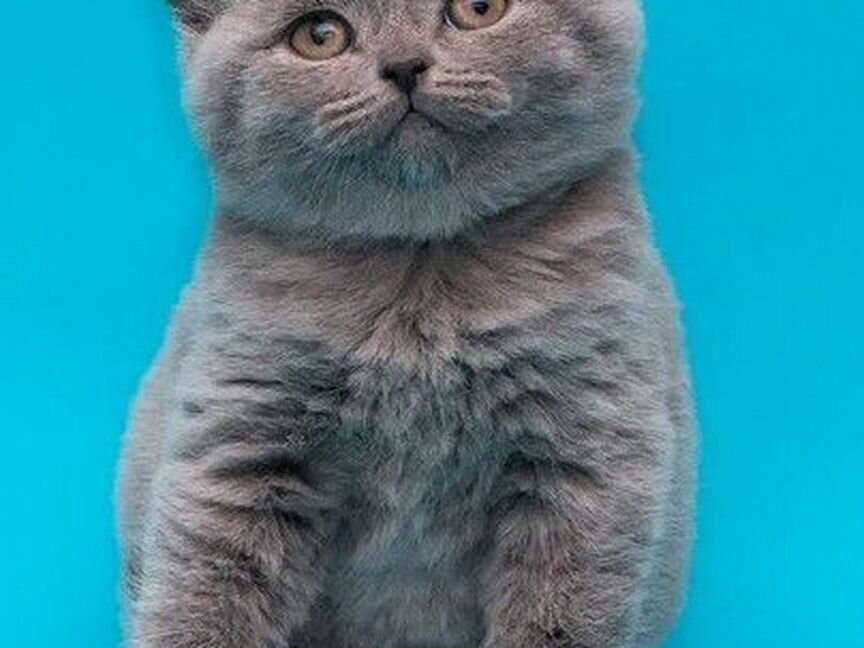 Котята плюшки мальчики и девочки