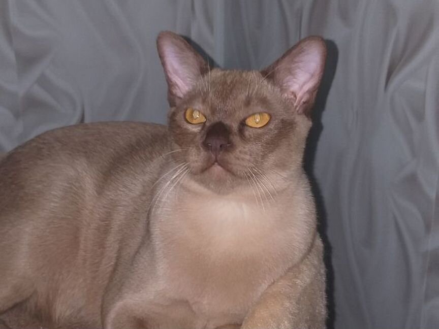 Европейская бурма котик с документами