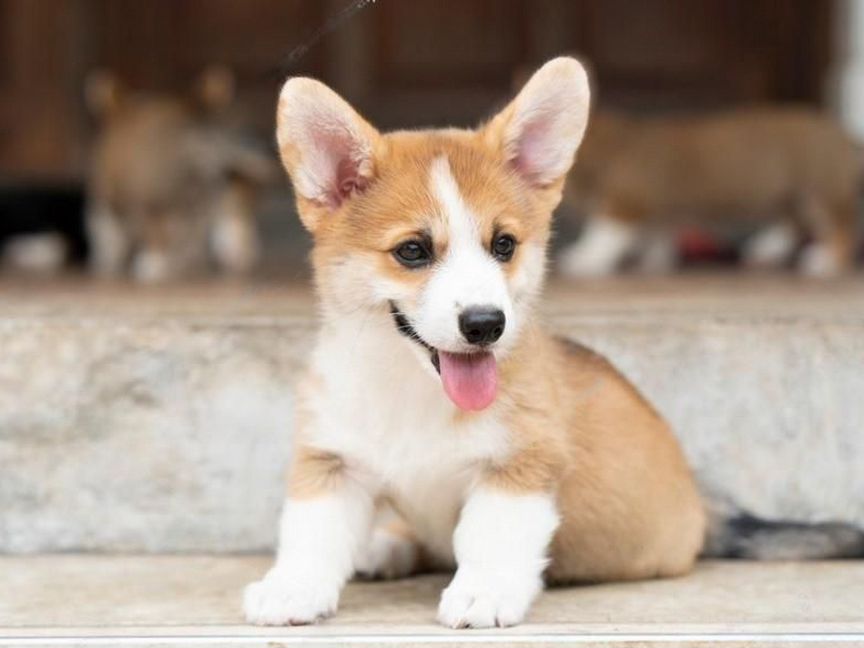 Щенки вельш-корги пемброк