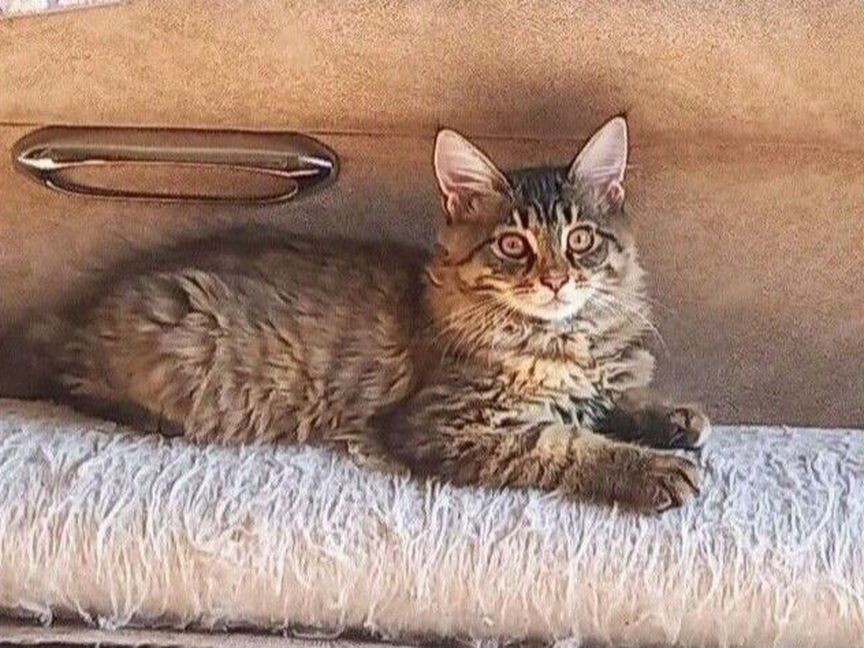 Котята мейн-кун помесь