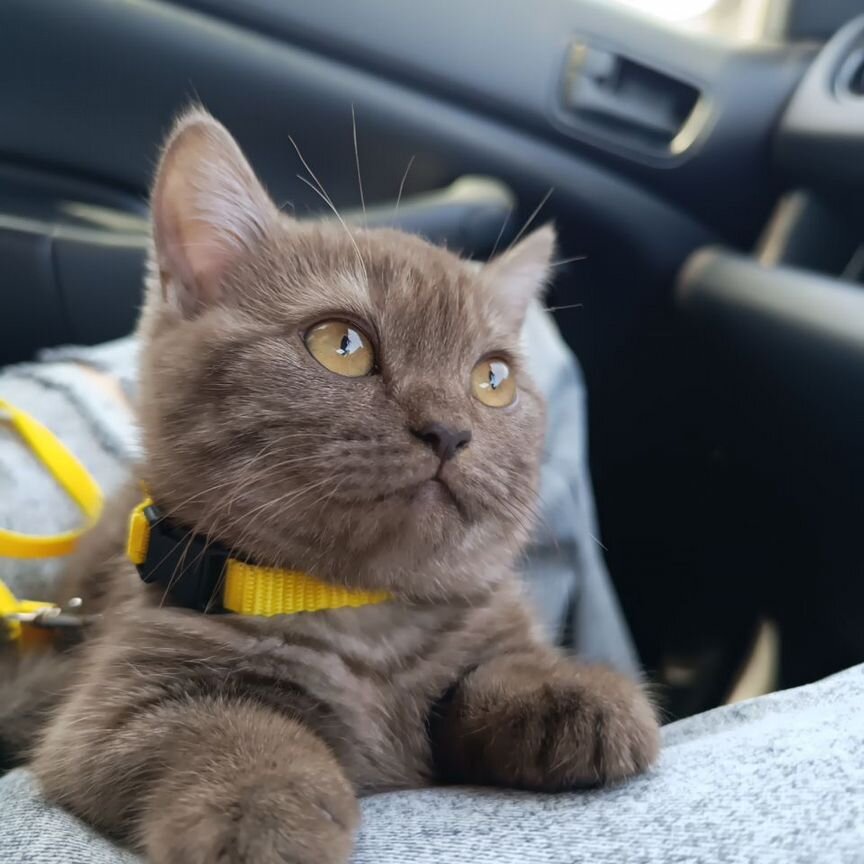 Шотландка вязка