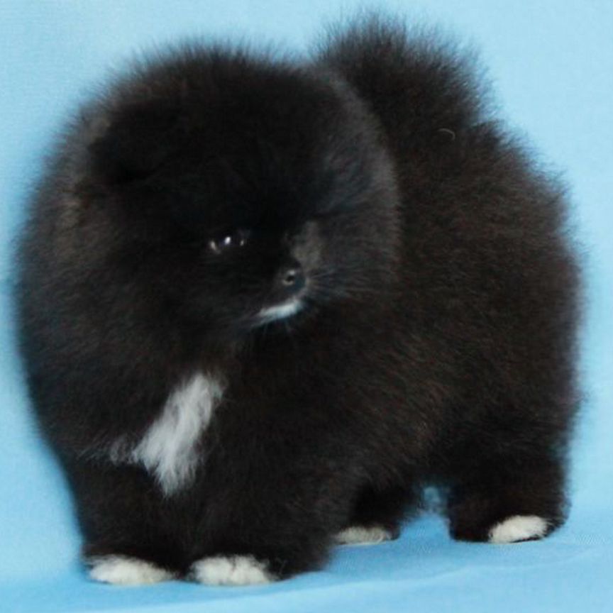 Померанский шпиц, щенок