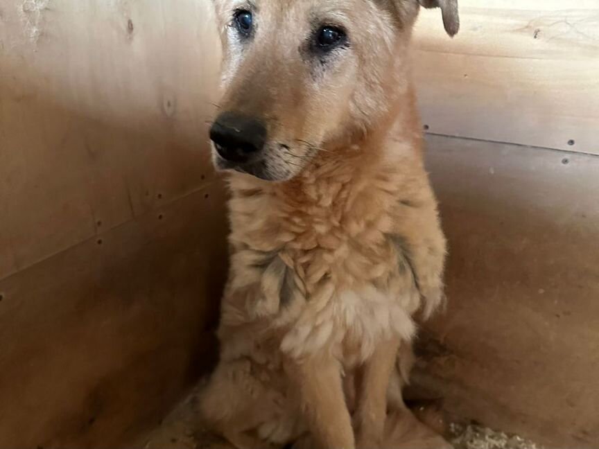 Пожилой пёсик из приют ещё надеется найти свой дом