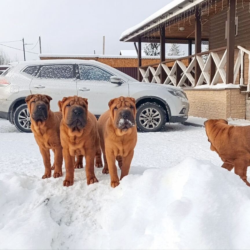 Щенки шарпей