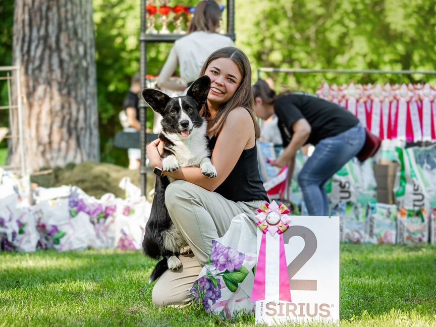 Вельш корги кардиган. Бронь щенков