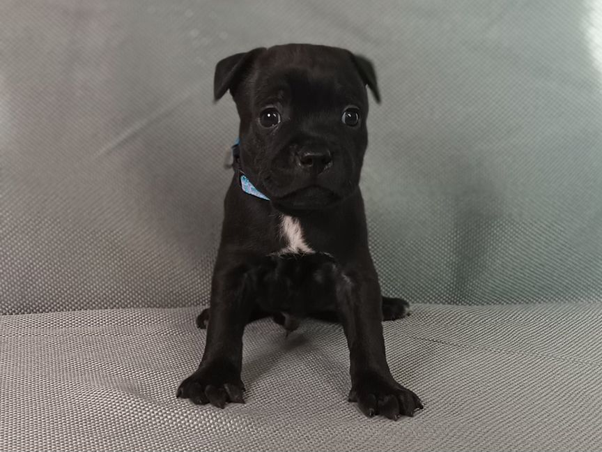 Английский стаффордширский бультерьер