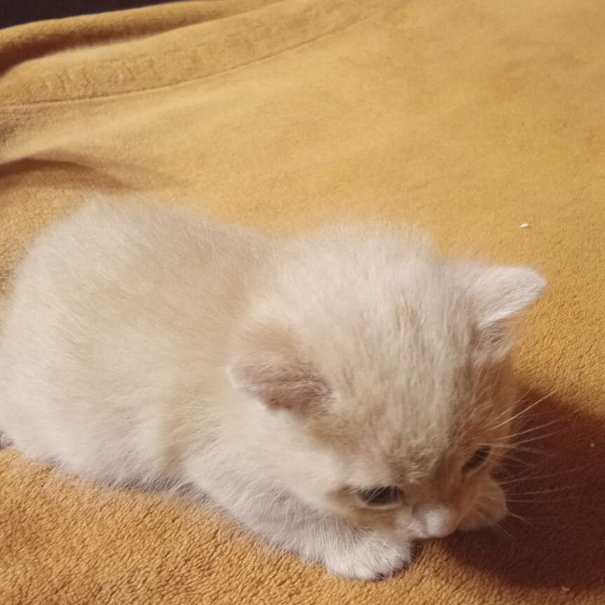 Американский бобтейл короткошёрстный котёнок