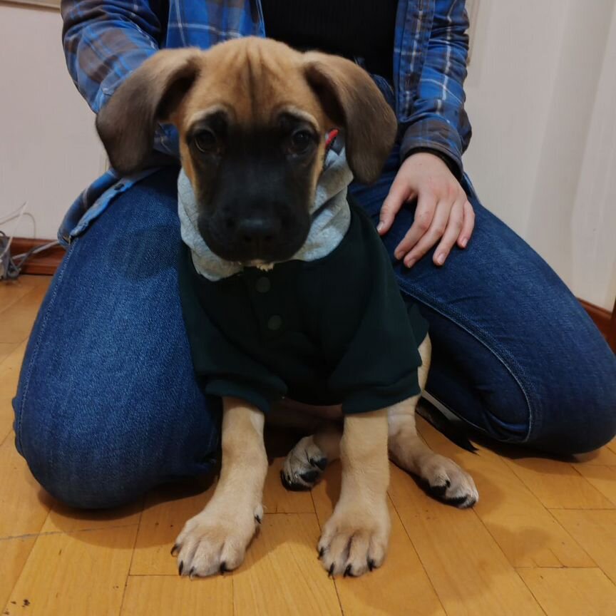 Щенок в добрые руки бесплатно. Метис