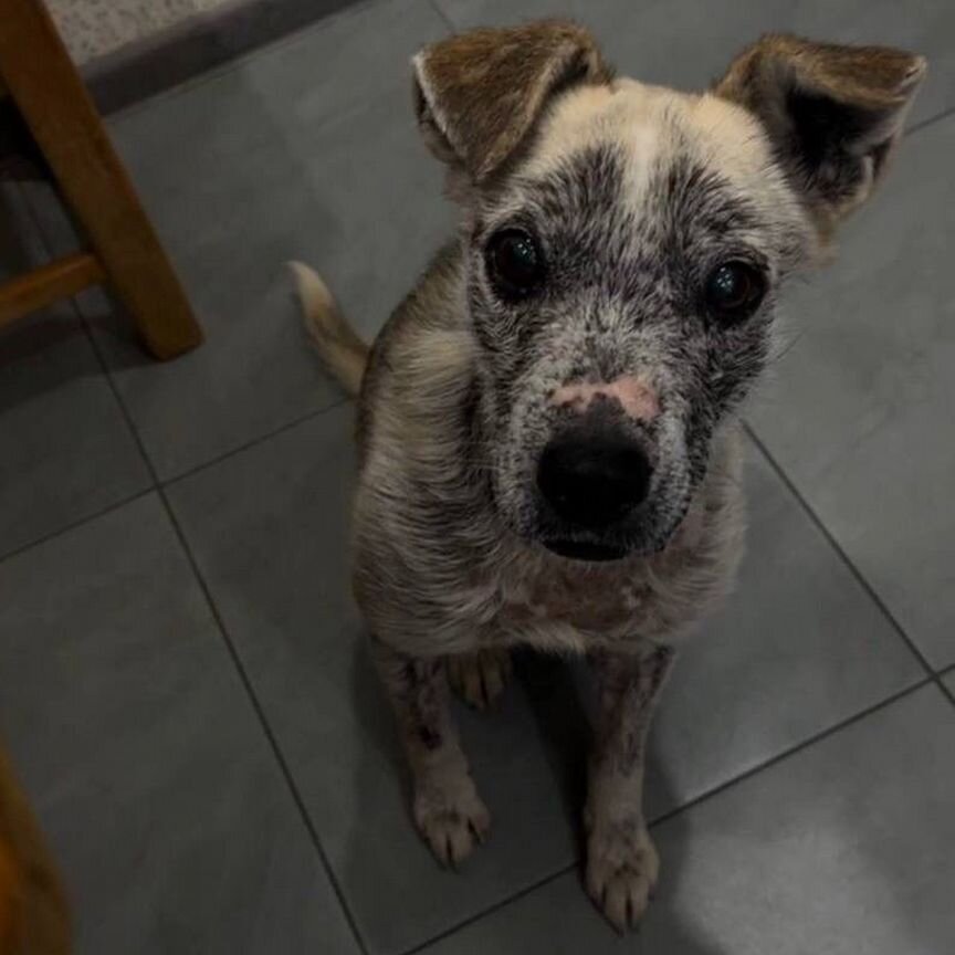 Взрослый пёс в добрые руки