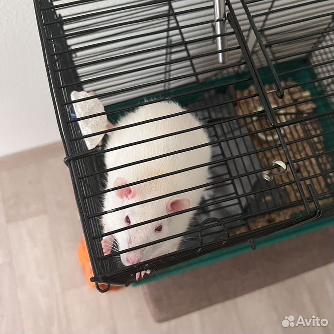 Крыса альбинос